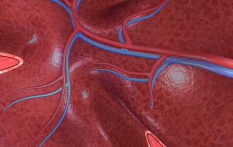 7 Perbedaan Pembuluh Arteri dan Vena dalam Sistem Peredaran Darah